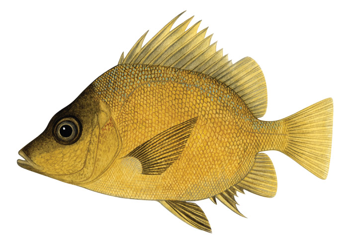 사자구(Japanese armorhead). Pentaceros japonicus(Steindachner, 1883).