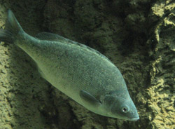 농어목 살벤자리과 Family Terapontidae(Grunters or tigerperches)