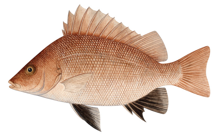 실버 그런터(Silver grunter). Mesopristes argenteus (Cuvier, 1829).