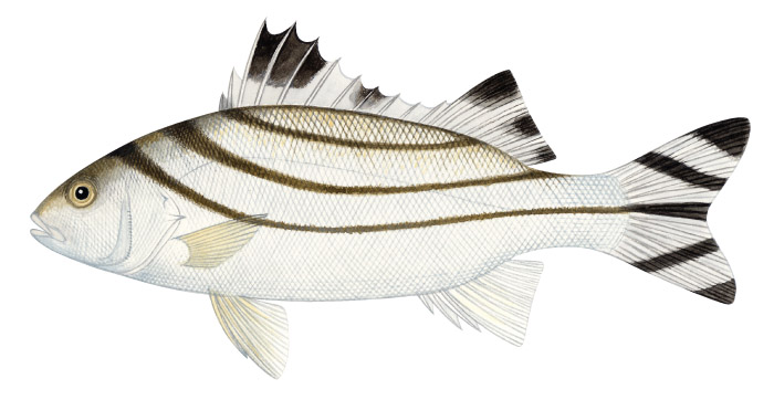 살벤자리(Crescent-banded grunter). Terapon jarbua(Forsskål, 1775).