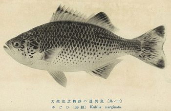 알롱잉어(Dark-margined flagtail). Kuhlia marginata (Cuvier, 1829).