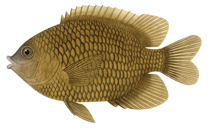 빅립 담셀(Big-lip damsel). Cheiloprion labiatus(Day, 1877).