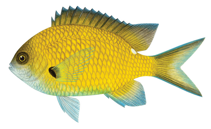 자리돔(Pearl-spot chromis). Chromis notata(Temminck & Schlegel, 1843).