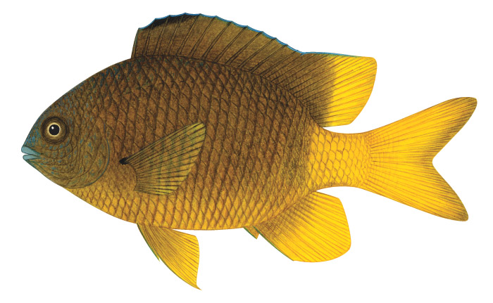 살자리돔(Japanese Gregory). Stegastes altus(Okada & Ikeda, 1937).