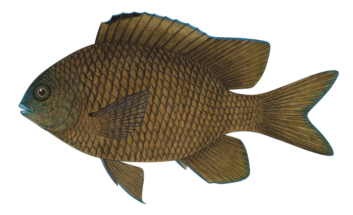 살자리돔(Japanese Gregory). Stegastes altus(Okada & Ikeda, 1937).