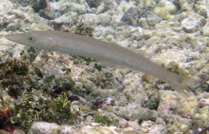 꼬치놀래기(Cigar wrasse). Cheilio inermis (Forsskål, 1775).