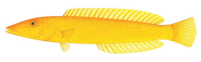 꼬치놀래기(Cigar wrasse). Cheilio inermis (Forsskål, 1775).