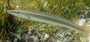 꼬치놀래기(Cigar wrasse). Cheilio inermis (Forsskål, 1775).