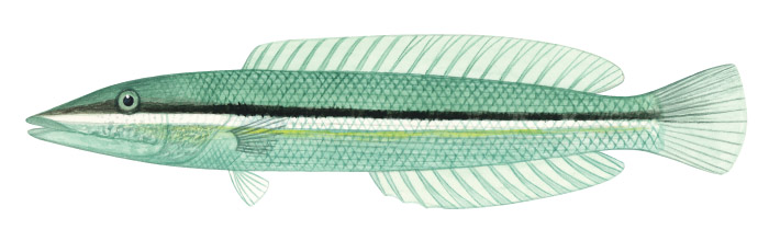 꼬치놀래기(Cigar wrasse). Cheilio inermis (Forsskål, 1775).