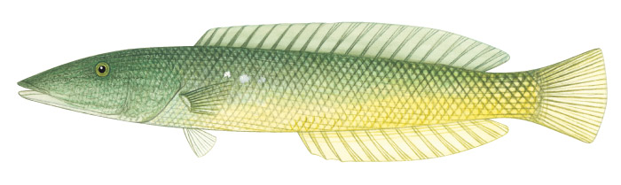 꼬치놀래기(Cigar wrasse). Cheilio inermis (Forsskål, 1775).