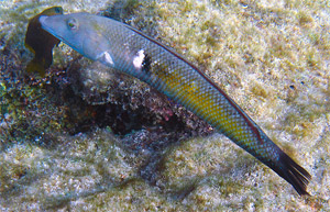 꼬치놀래기(Cigar wrasse). Cheilio inermis (Forsskål, 1775).