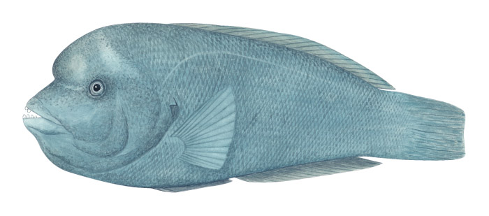 더블헤더(Double header). Coris bulbifrons (Randall & Kuiter, 1982).