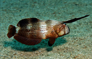옥두놀래기(Blackspot razorfish).Iniistius dea (Temminck & Schlegel, 1845).