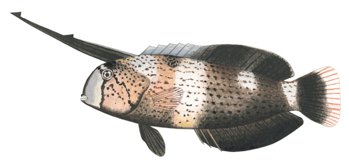옥두놀래기(Blackspot razorfish).Iniistius dea (Temminck & Schlegel, 1845).