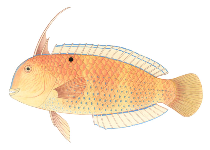 옥두놀래기(Blackspot razorfish).Iniistius dea (Temminck & Schlegel, 1845).