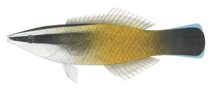 레드립 청소놀래기(Redlip cleaner wrasse). Labroides rubrolabiatus (Randall, 1958).