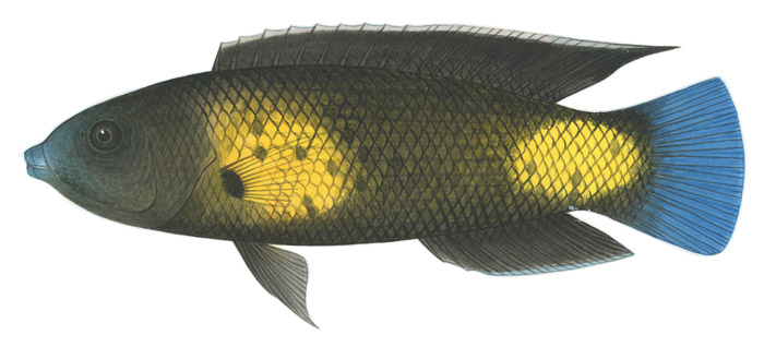 노선 튜브립(Northern tubelip). Labropsis manabei (Schmidt, 1931).