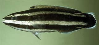 노선 튜브립(Northern tubelip). Labropsis manabei (Schmidt, 1931).