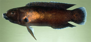 노선 튜브립(Northern tubelip). Labropsis manabei (Schmidt, 1931).