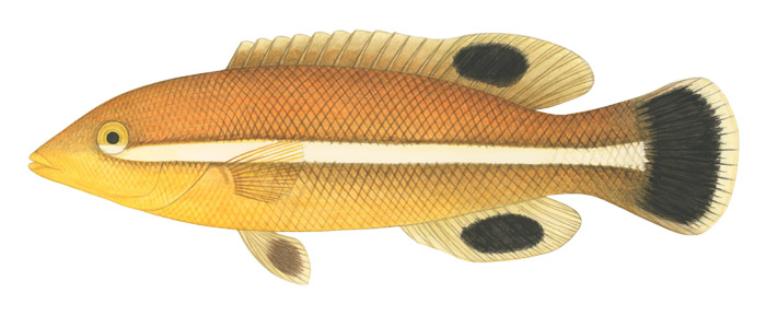혹돔(Bulgyhead wrasse). Semicossyphus reticulatus (Valenciennes, 1839).