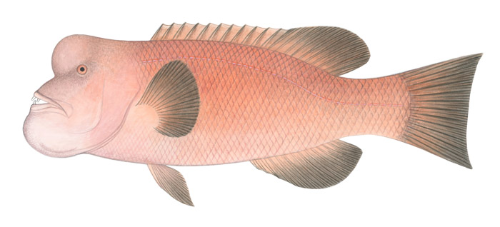 혹돔(Bulgyhead wrasse). Semicossyphus reticulatus (Valenciennes, 1839).