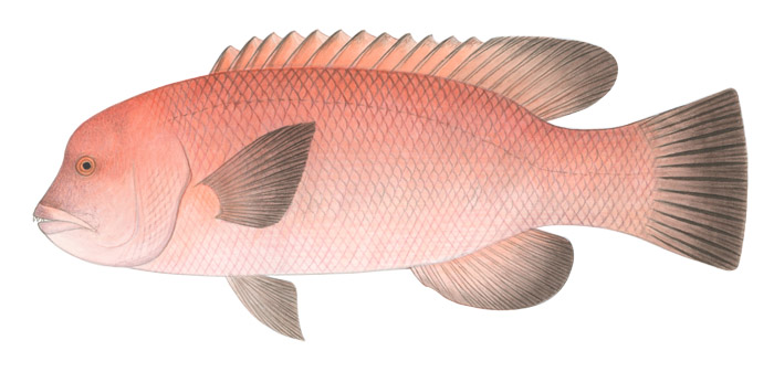 혹돔(Bulgyhead wrasse). Semicossyphus reticulatus (Valenciennes, 1839).