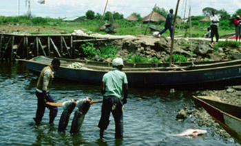 농어목 선농어과 Family Latidae(Lates perches)