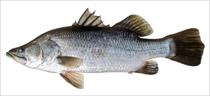 농어목 선농어과 Family Latidae(Lates perches)