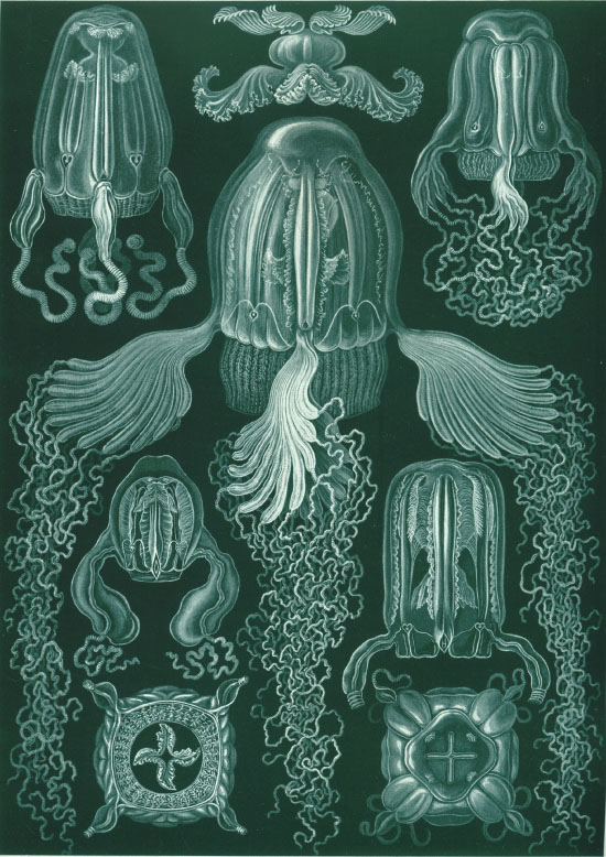 제2부(Part2)/에른스트 헥켈의 해파리 도감 명화집 Drawings of Jellyfishes by Ernst Haeckel