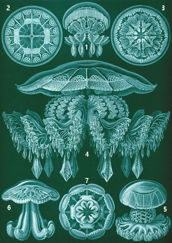 제2부(Part2)/에른스트 헥켈의 해파리 도감 명화집 Drawings of Jellyfishes by Ernst Haeckel