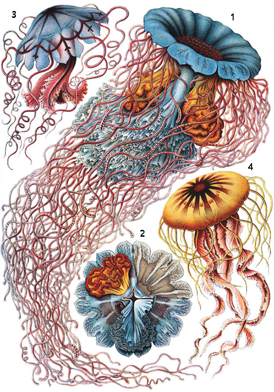 제2부(Part2)/에른스트 헥켈의 해파리 도감 명화집 Drawings of Jellyfishes by Ernst Haeckel
