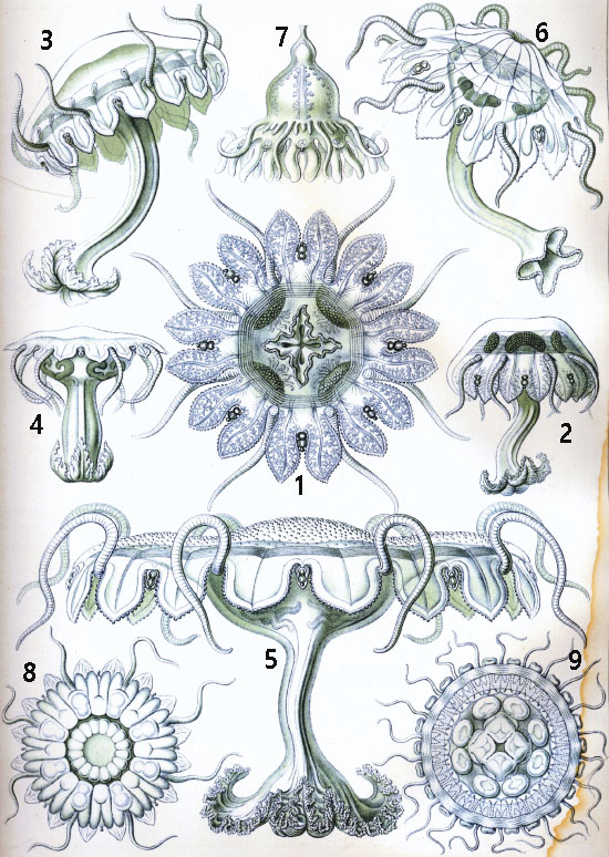 제2부(Part2)/에른스트 헥켈의 해파리 도감 명화집 Drawings of Jellyfishes by Ernst Haeckel