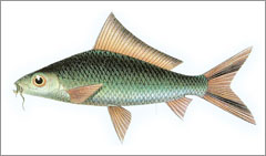 잉어과 Family Cyprinidae(Minnows or carps)