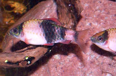 잉어과 Family Cyprinidae(Minnows or carps)