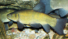 잉어과 Family Cyprinidae(Minnows or carps)