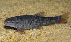 잉어과 Family Cyprinidae(Minnows or carps)