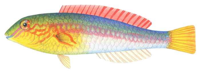블루립 패롯피시(bluelip parrotfish). Cryptotomus roseus(Cope,1871).