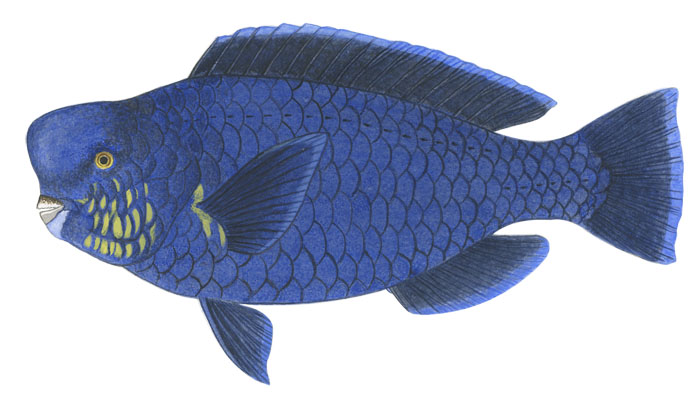 파랑비늘돔(Knobsnout parrotfish). Scarus ovifrons(Temminck & Schlegel,1846).