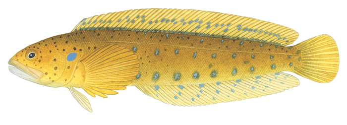 바닥가시치(Blackspot ronquil). Bathymaster derjugini(Lindberg, 1930).