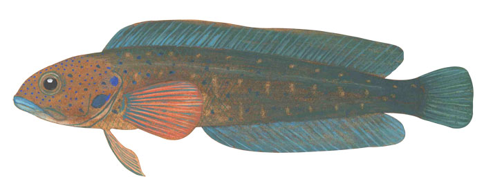 바닥가시치(Blackspot ronquil). Bathymaster derjugini(Lindberg, 1930).