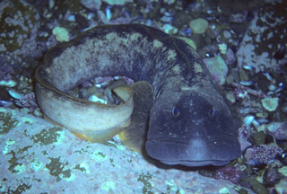 농어목 등가시치과 Family Zoarcidae(Eelpouts; 일파우트)