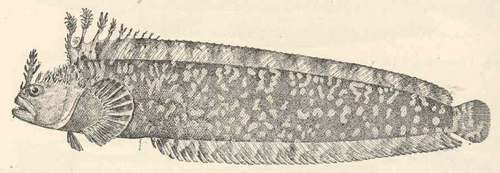 농어목 장갱이과 Family Stichaeidae (Pricklebacks; 프리클백)