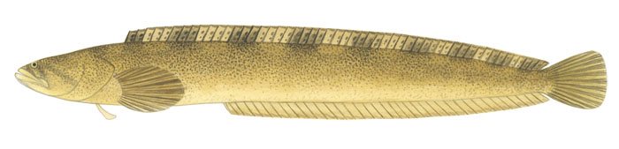 장갱이(Long shanny). Stichaeus grigorjewi (Herzenstein, 1890)