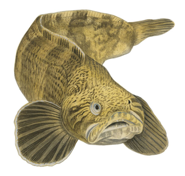 장갱이(Long shanny). Stichaeus grigorjewi (Herzenstein, 1890)