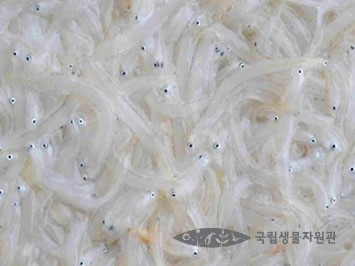 흰베도라치(White gunnel). Pholis fangi(Wang & Wang, 1935).