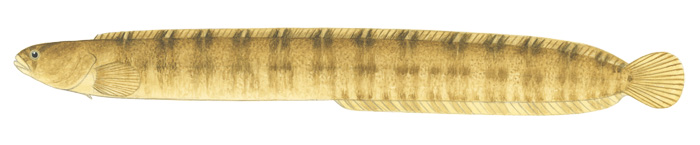 흰베도라치(White gunnel). Pholis fangi(Wang & Wang, 1935).