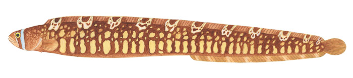 밴디드 베도라치(Banded gunnel). Pholis fasciata(Bloch & Schneider, 1801).