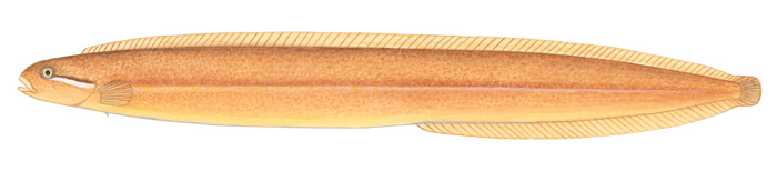 황줄베도라치(Stippled gunnel). Rhodymenichthys dolichogaster(Pallas, 1814).