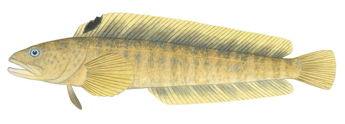 서처(Searcher). Bathymaster signatus (Cope, 1873).