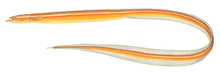 깃털장어(Quillfish). Ptilichthys goodie(Bean, 1881).